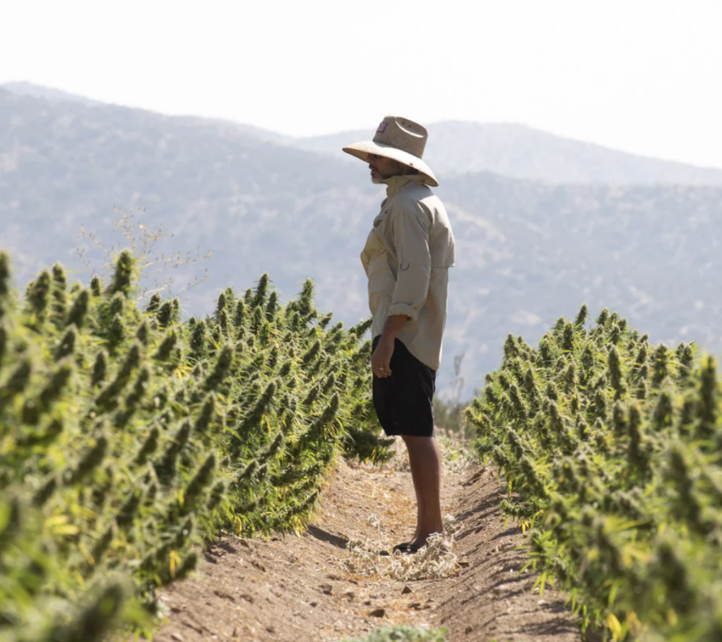 Meet: Hemp Valley Farm – Mermade Market